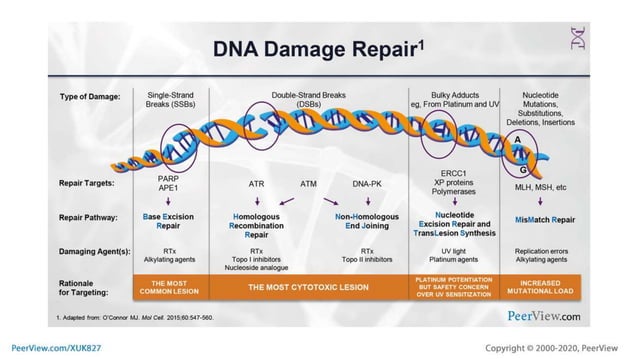 Targeting Pathogenic Mutations in the DNA Damage Response Pathway ...