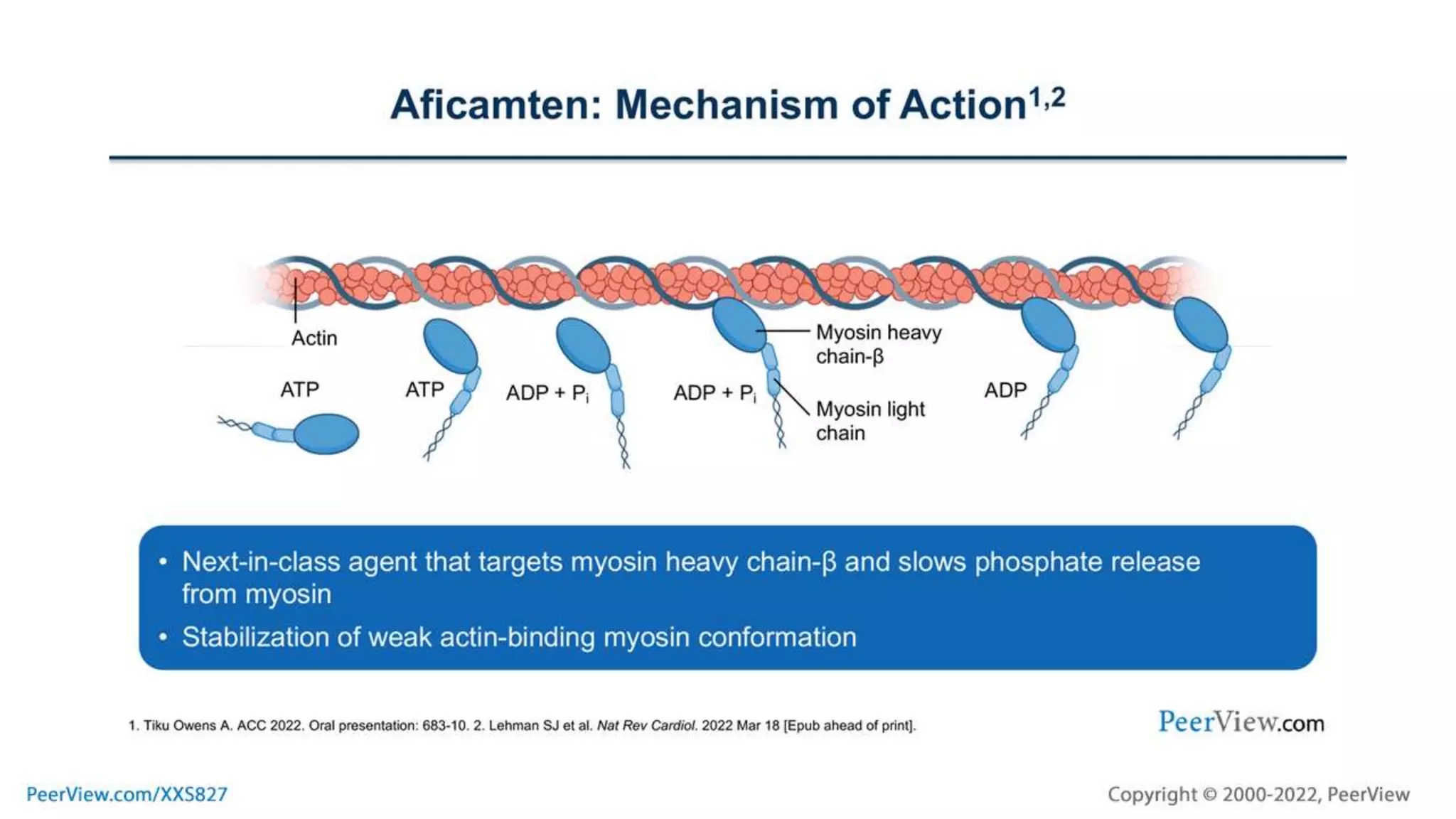 New Evidence on Cardiac Myosin Inhibition in Hypertrophic ...
