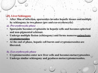 p vivax ppt. | PPTX