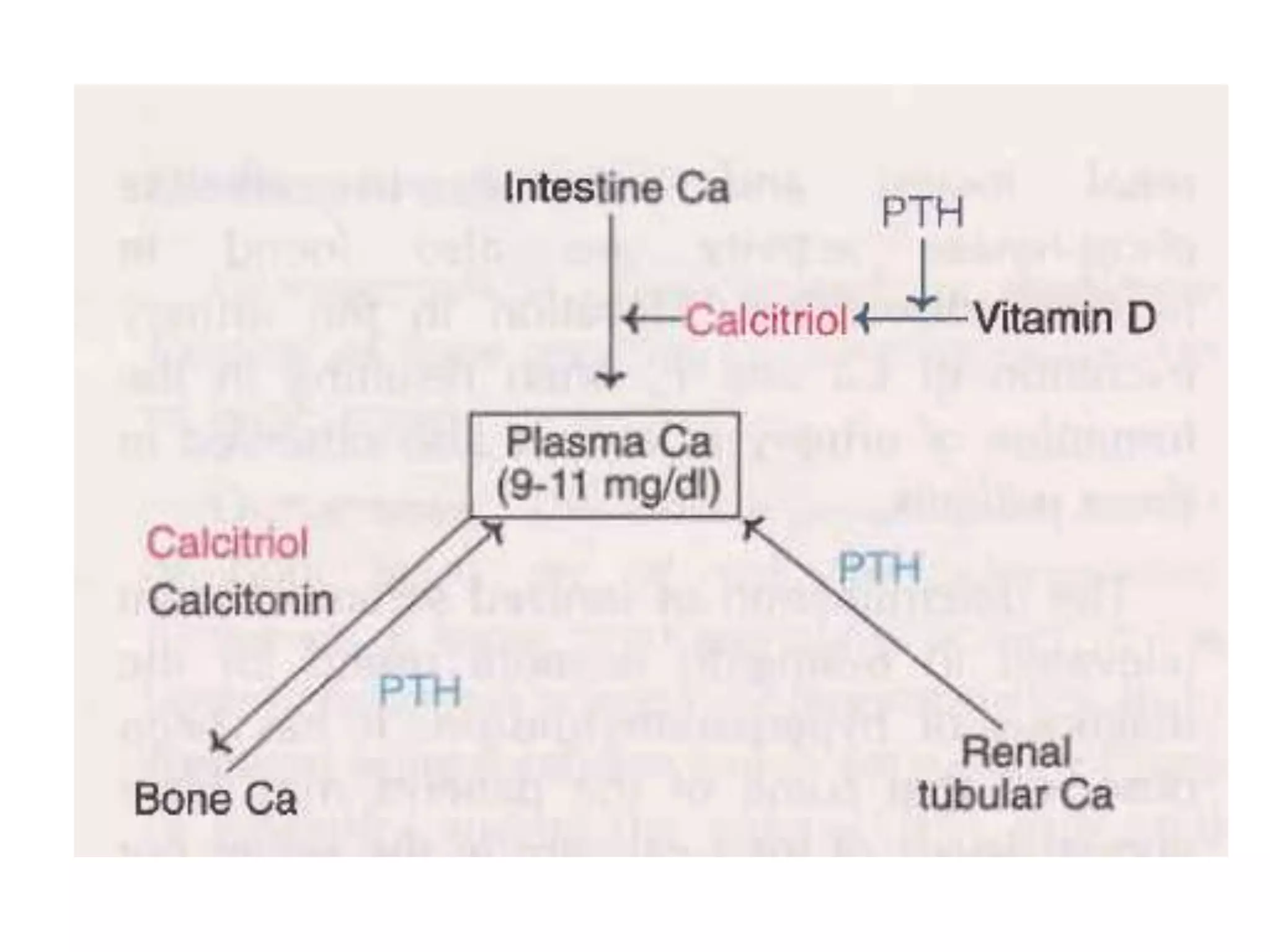 Calcium | PPTX