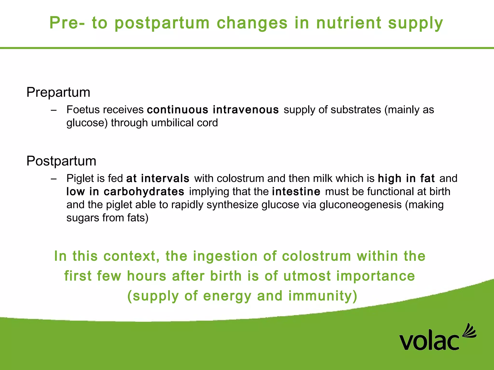 The importance of colostrum and early piglet nutrition | PPT