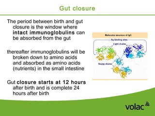 The importance of colostrum and early piglet nutrition | PPT