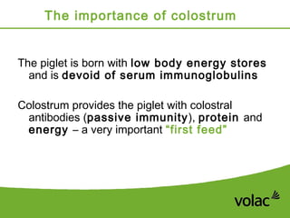 The importance of colostrum and early piglet nutrition | PPT