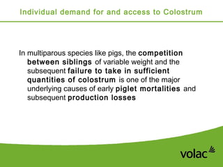 The importance of colostrum and early piglet nutrition | PPT