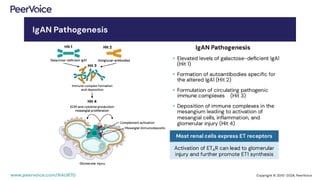 The Central Role of Renal Pathology in the Differential Diagnosis of ...