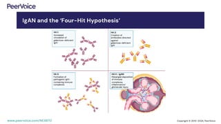 Unlocking the Potential of B-Cell Modulation Therapies in IgA ...