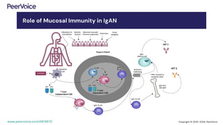 Unlocking the Potential of B-Cell Modulation Therapies in IgA ...