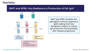 Unlocking the Potential of B-Cell Modulation Therapies in IgA ...