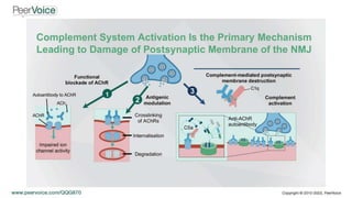 Complement-Mediated Attack of the Neuromuscular Junction in gMG: The C5 ...