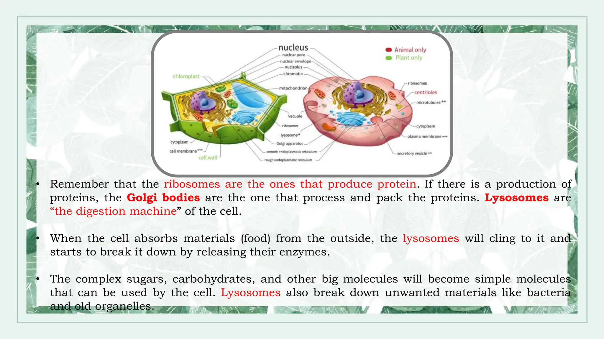 Powerpoint for Grade Seven Science Second Quarter | PPTX