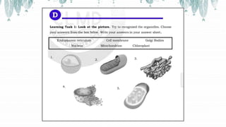 Powerpoint for Grade Seven Science Second Quarter | PPTX