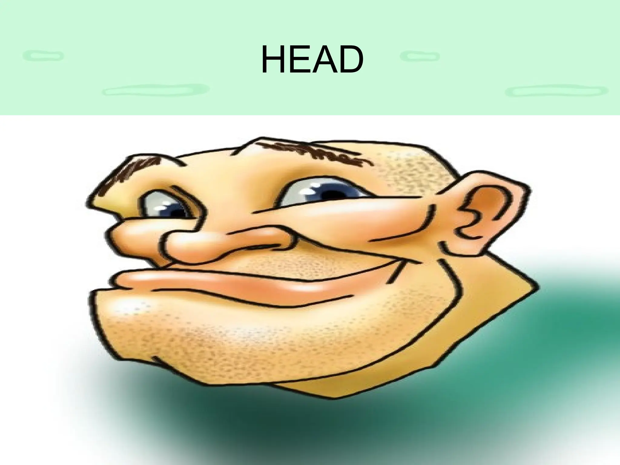 PW part of the body for describing physical appearance | PPT