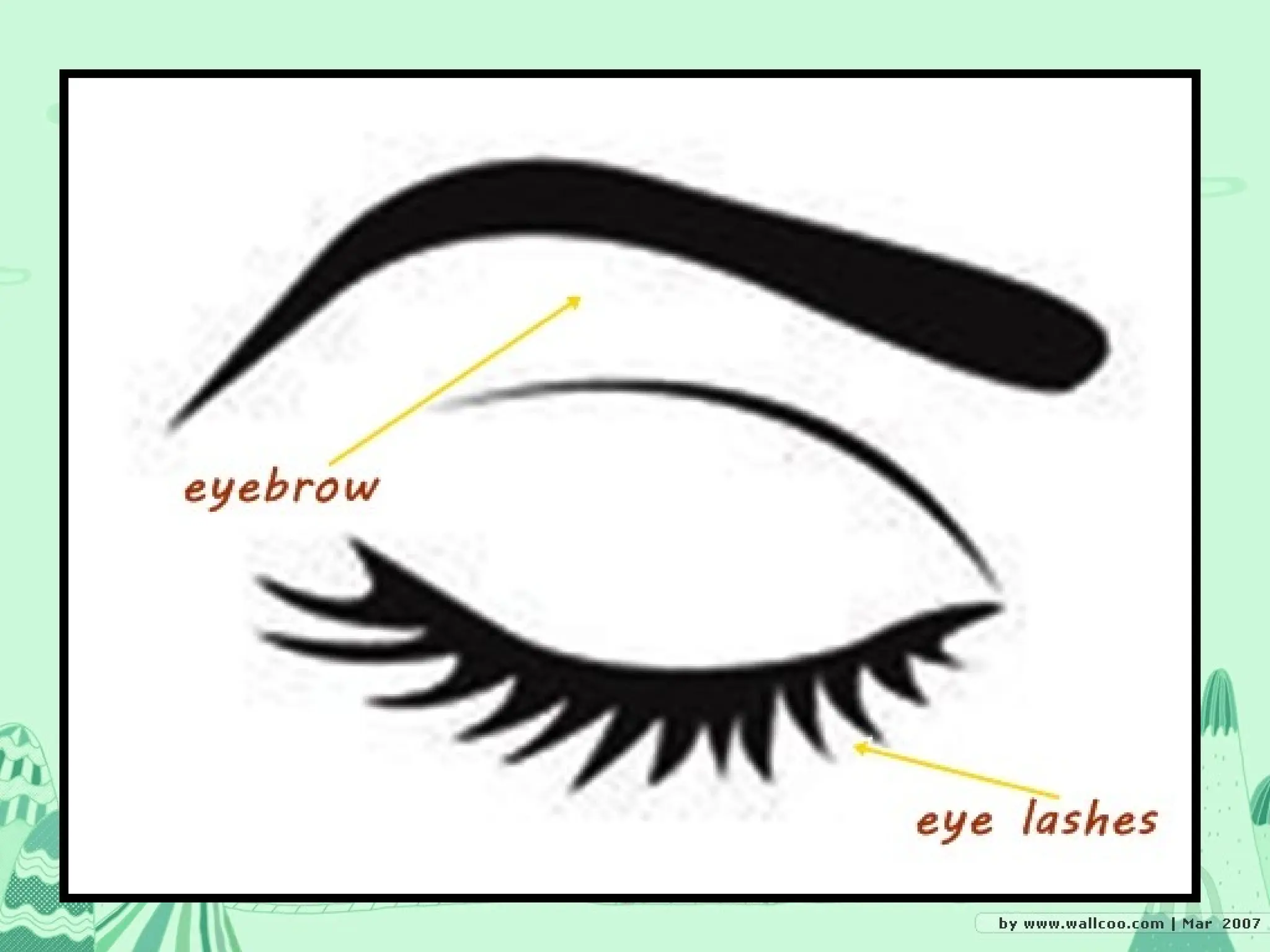 PW part of the body for describing physical appearance | PPT