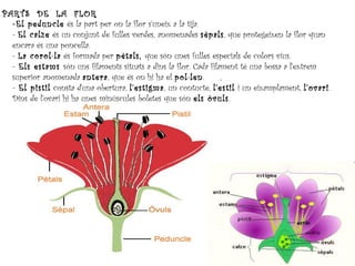 Fotos de flors | PPT