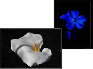 Fotos de flors | PPT