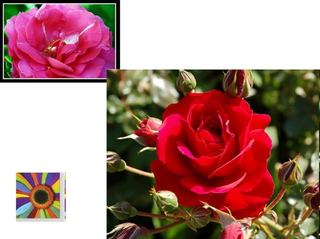 Fotos de flors | PPT