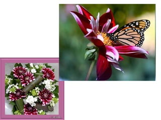 Fotos de flors | PPT