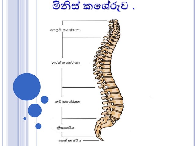 Minis Kasheruwa - Human Back Bone - Sinhala Lesson | PPT