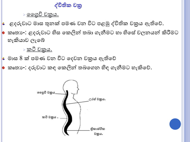 Minis Kasheruwa - Human Back Bone - Sinhala Lesson | PPT