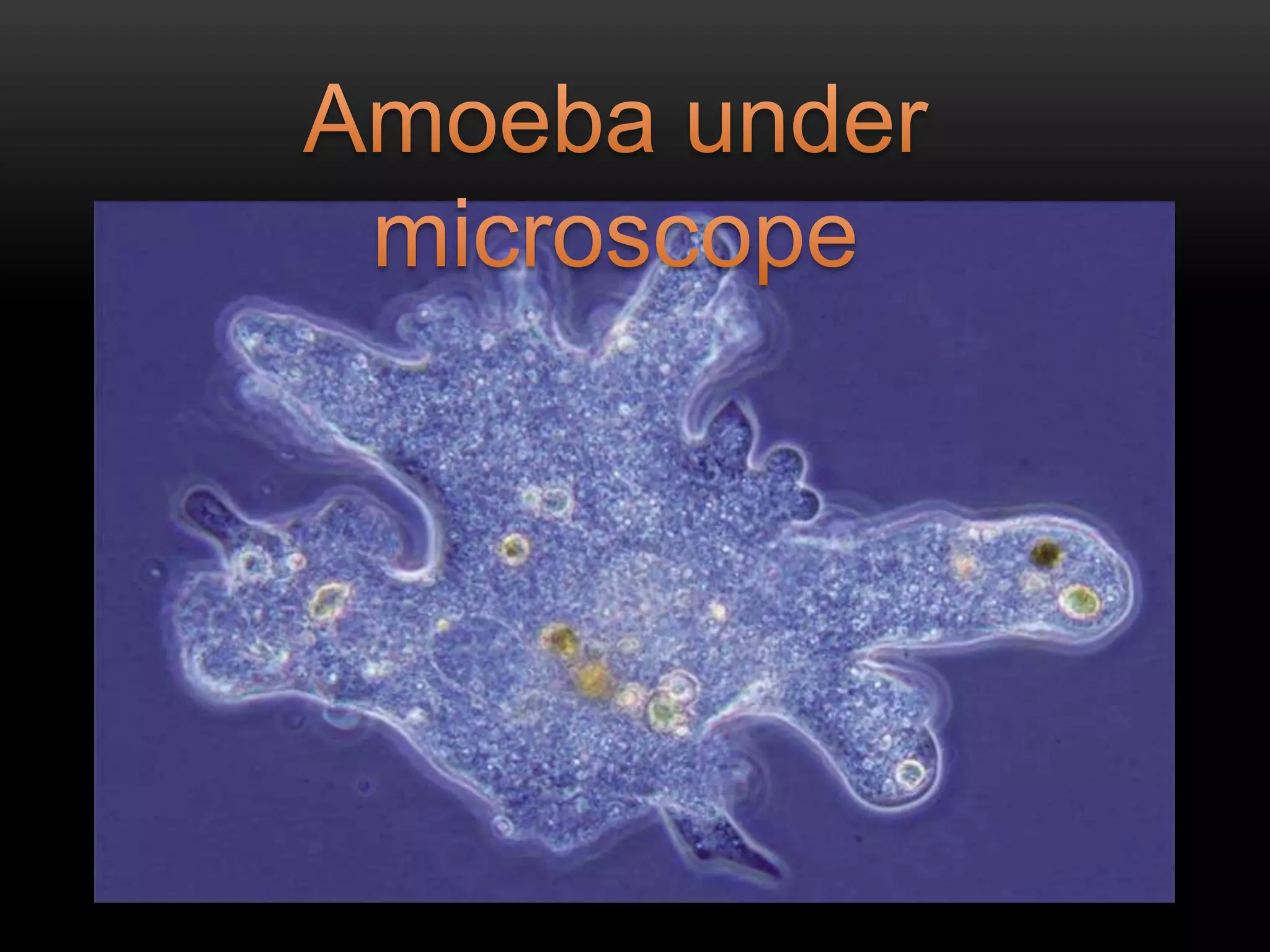 3.-digestion-in-amoeba-X.pptx