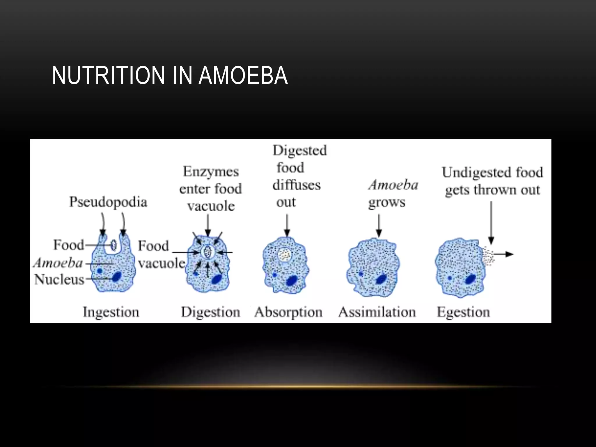 3.-digestion-in-amoeba-X.pptx