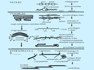 ORAL SUB MUCOUS FIBROSIS(OSMF) | PPT