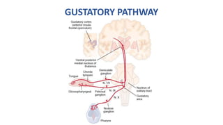 Demonstrate testing for smell and taste mbbs | PPTX