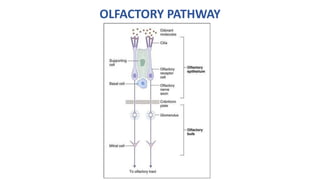 Demonstrate testing for smell and taste mbbs | PPTX