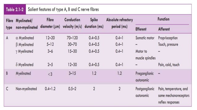 PY3.2 Describe the types, functions & properties of nerve fiber.pptx