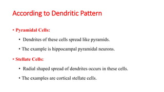 PY3.2 Describe the types, functions & properties of nerve fiber.pptx