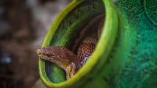 6 Years of Docker: The Good, the Bad and Python Packaging at PyCon.DE ...