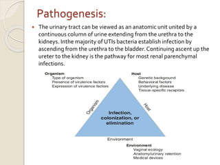Pyelonephritis Pathophysiology
