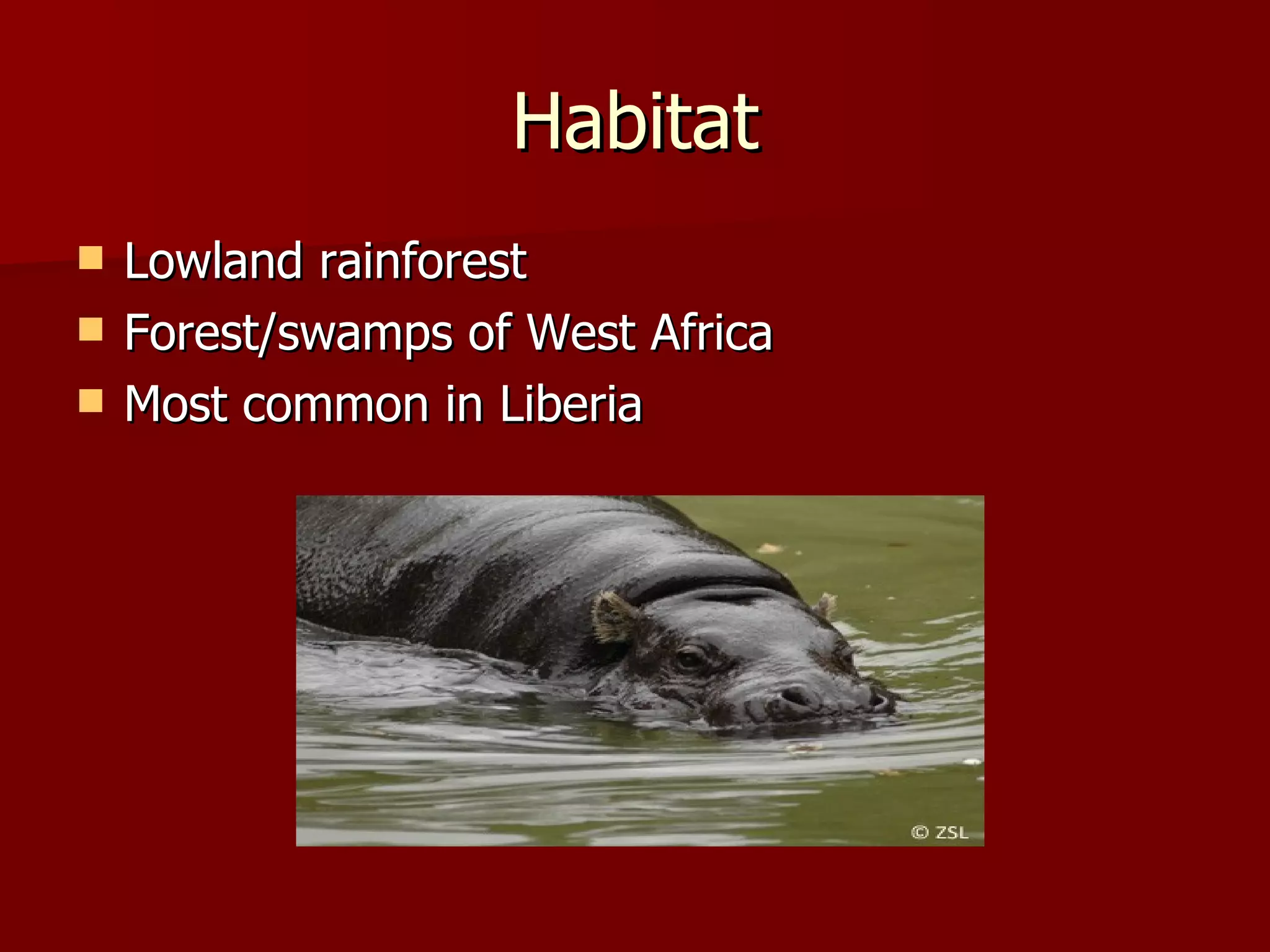 Pygmy hippopotamus | PPT