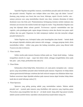 Pyhlum protozoa | DOCX
