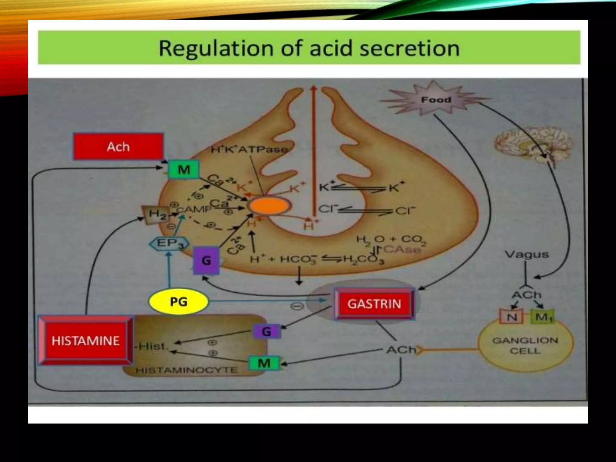 Pylorus ligastion method for anti ulcer study | PPTX