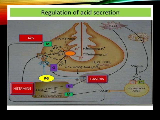 Pylorus ligastion method for anti ulcer study | PPTX