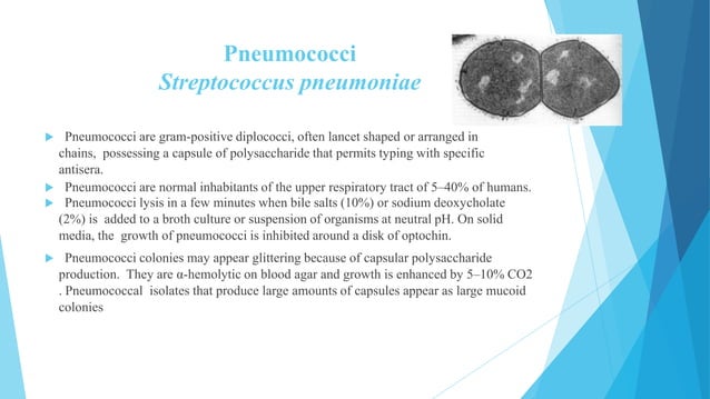 Pyogenic cocci.pptx | Blood Disorders | Diseases and Conditions
