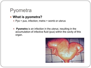 Pyometra | PPTX
