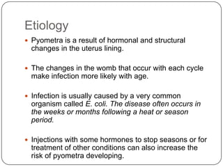 Pyometra | PPTX