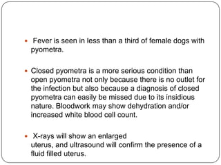 Pyometra | PPTX
