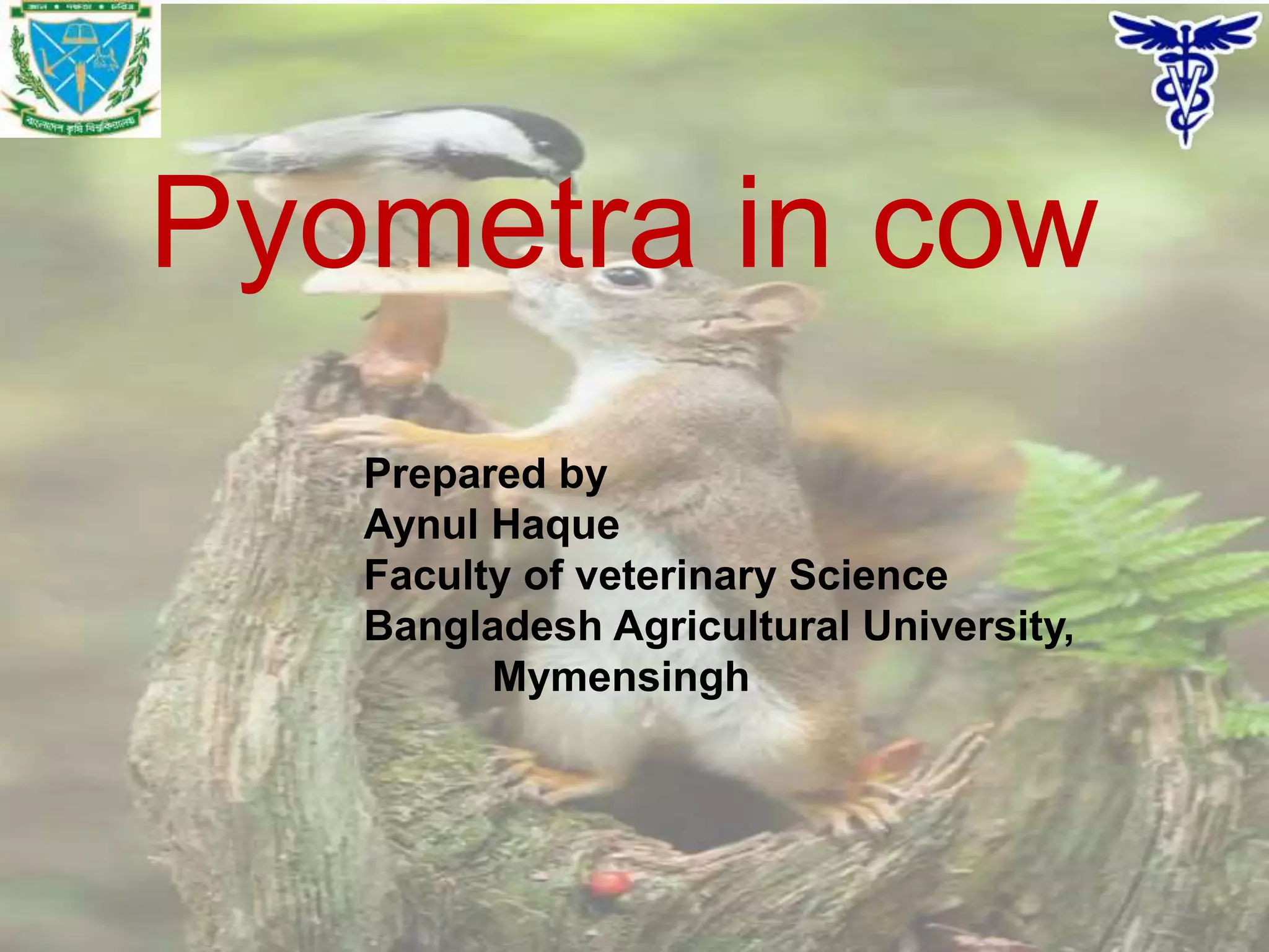 Pyometra in cow | PPTX