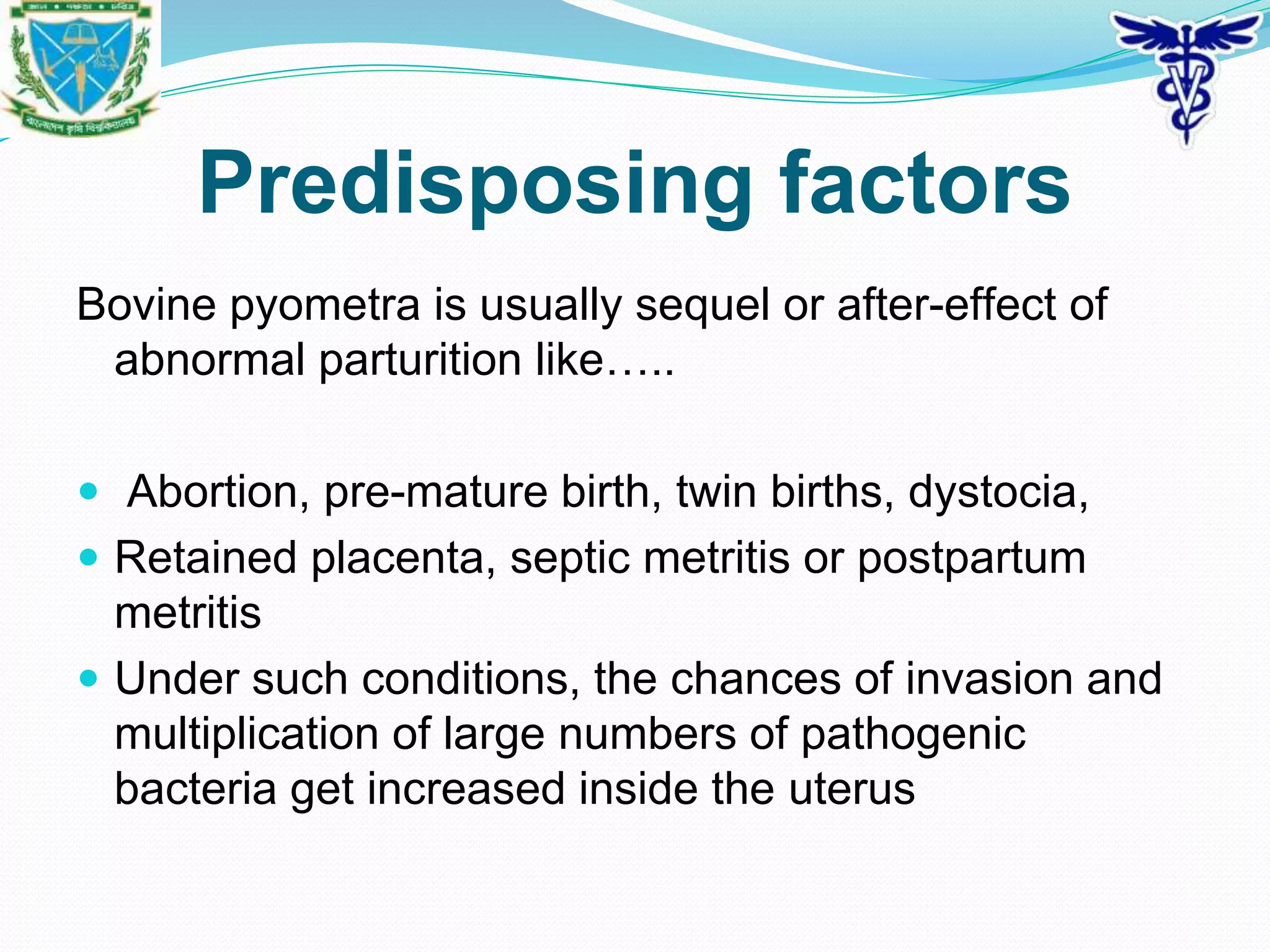 Pyometra in cow | PPTX