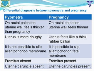 Pyometra in cow | PPTX