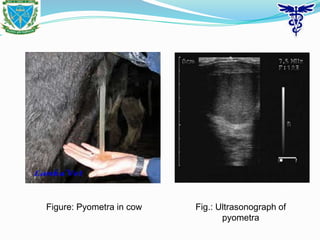 Pyometra in cow | PPTX