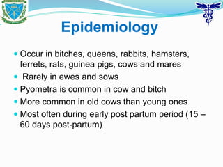Pyometra in cow | PPTX