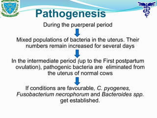 Pyometra in cow | PPTX