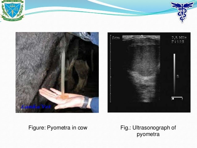 Pyometra in cow