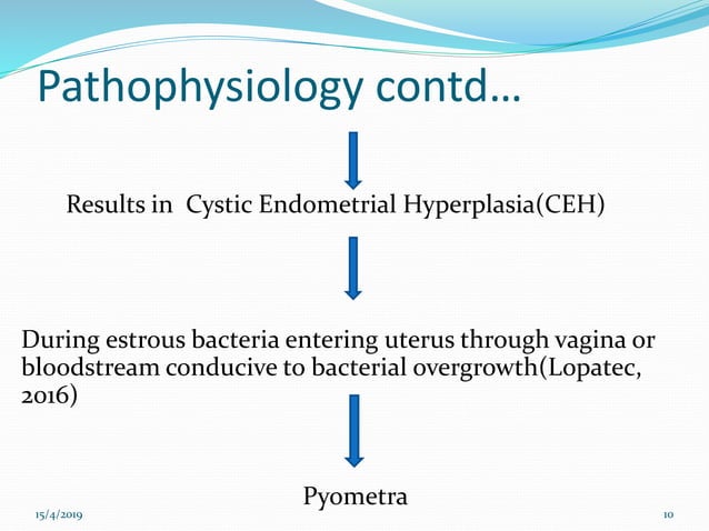 Pyometra in bitch | PPTX