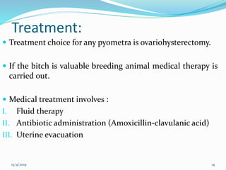 Pyometra in bitch | PPTX