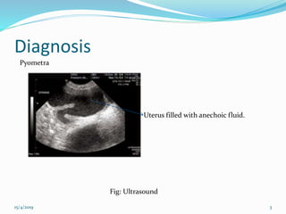 Pyometra in bitch | PPTX